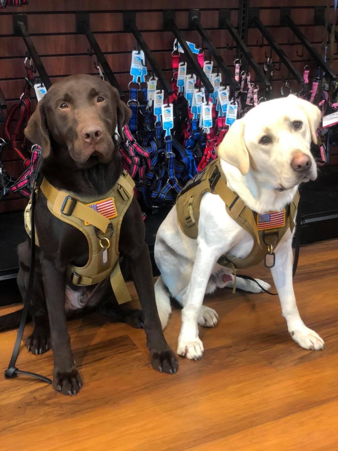 C.A.S.H. – Canines Assisting Service Heroes